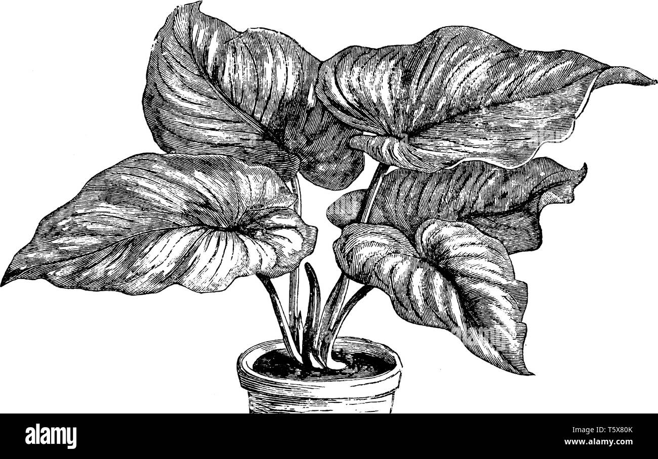 This picture represents Philodendron Mamei plant. Its leaves are very ...