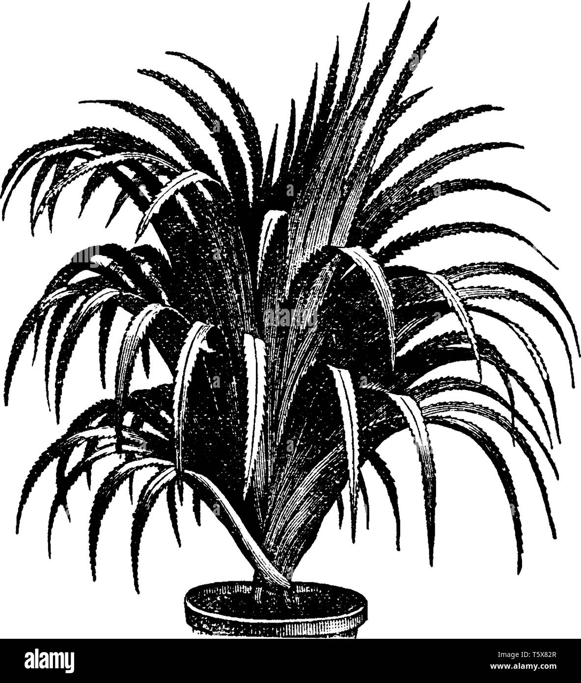Screw pine together with their terminal crowns of swordlike leaves ...