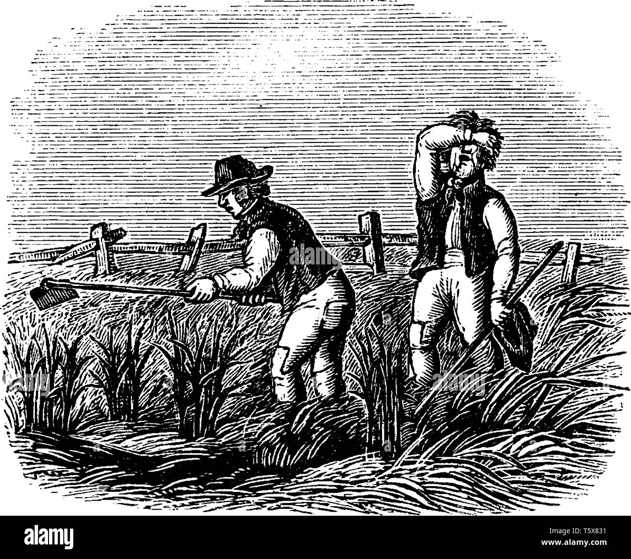 Two men working in field of corn, vintage line drawing or engraving ...