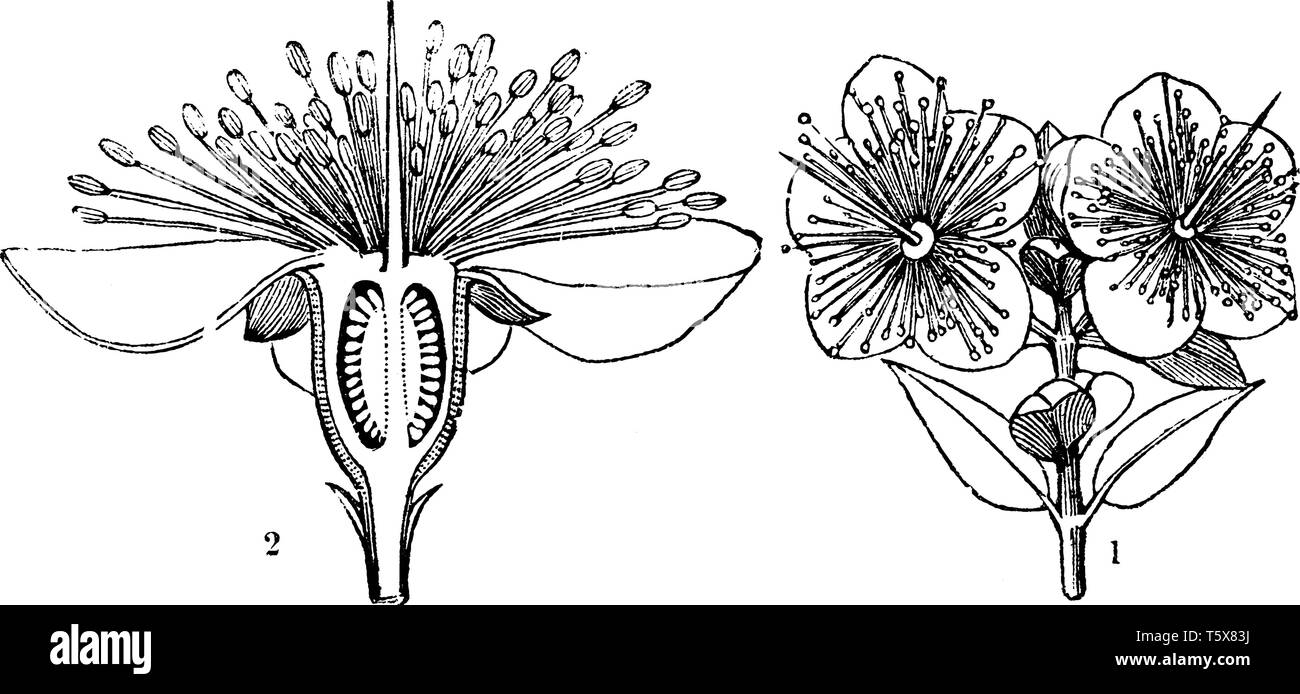 Picture of Myrtle flower. The common name myrtle comes from the ancient ...