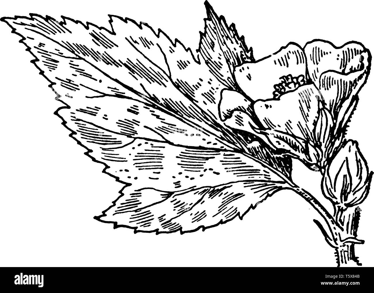 In this picture, the leaves and flowers of the plant called Marsh ...