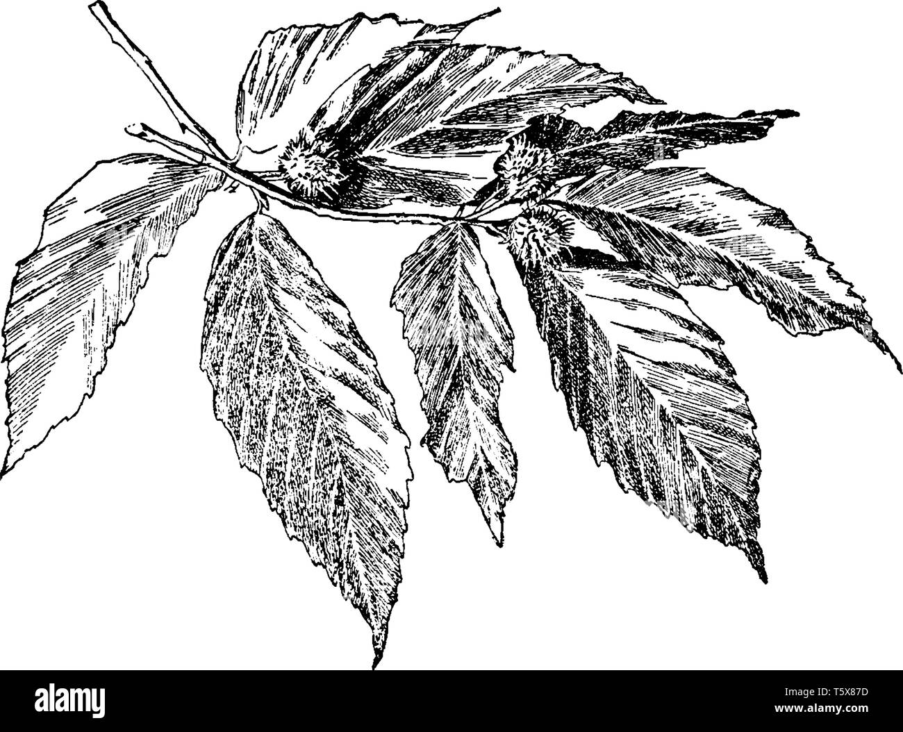 Image of Fagus Grandifolia branch with attractive glossy green leaves ...