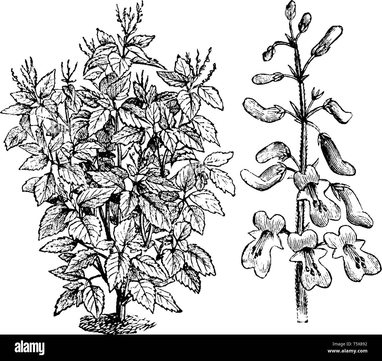 1 decorative Stock Vector Images - Alamy