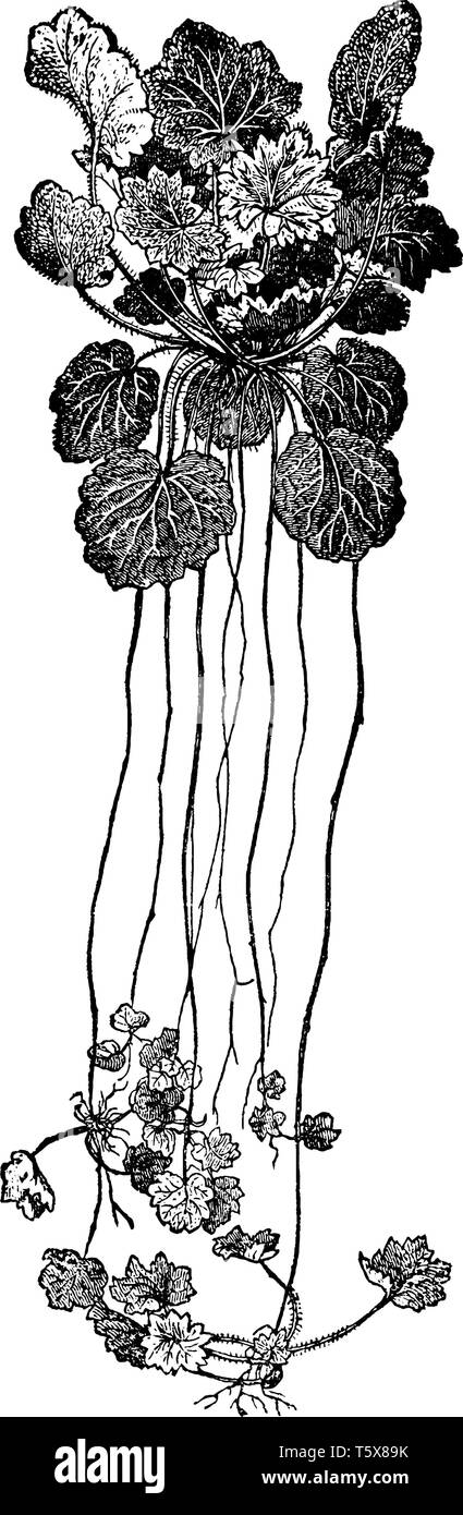 Rose leaves on white Black and White Stock Photos & Images - Alamy