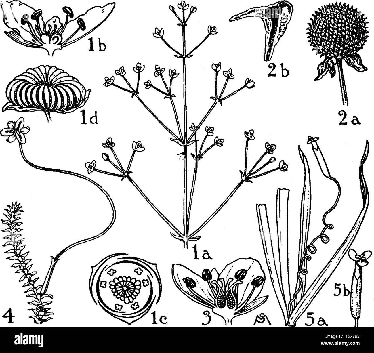 This picture is showing an all inner part of plant. This picture shows ...