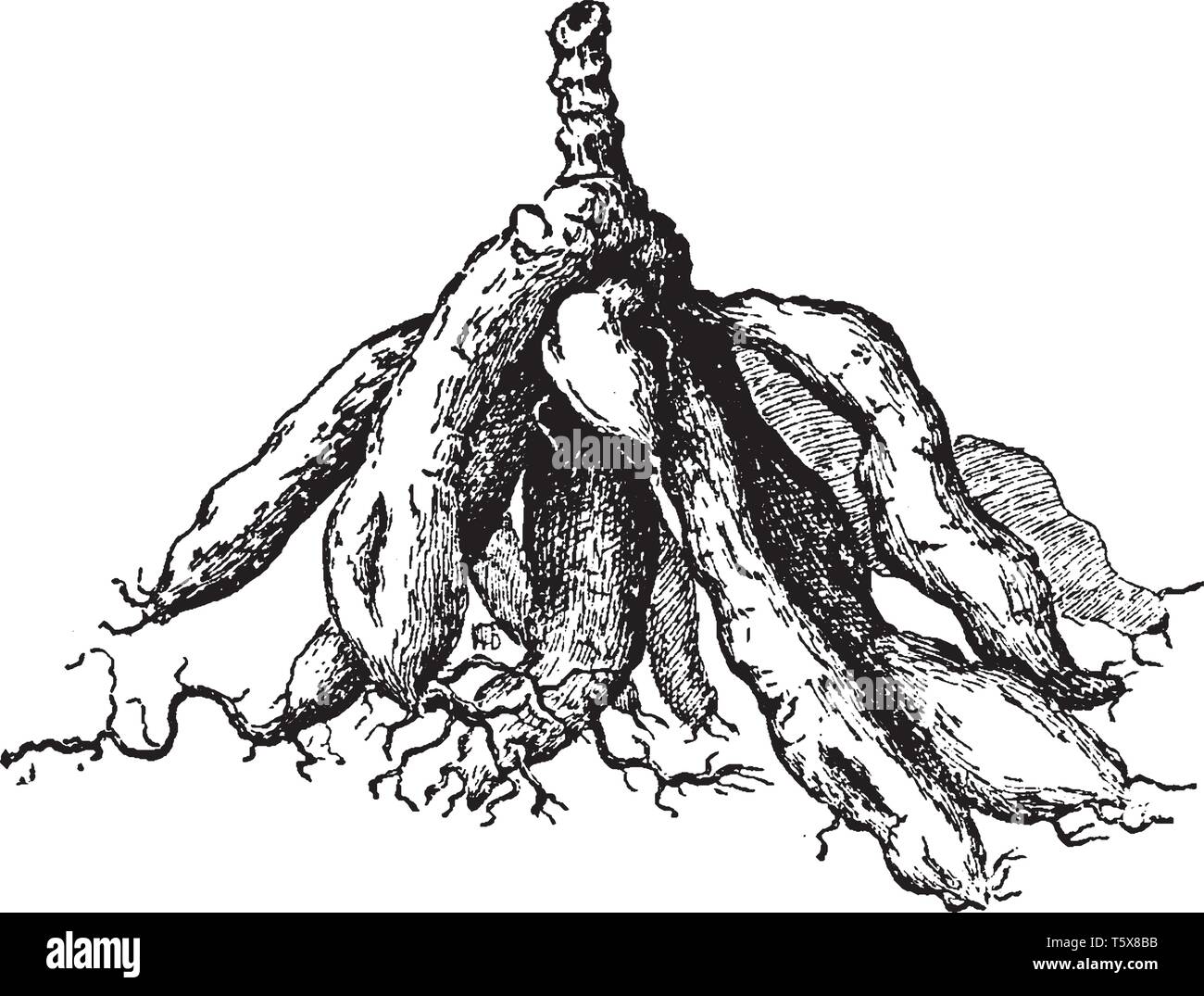 A picture is showing Garden Dahlia. This is the clustered roots of the ...