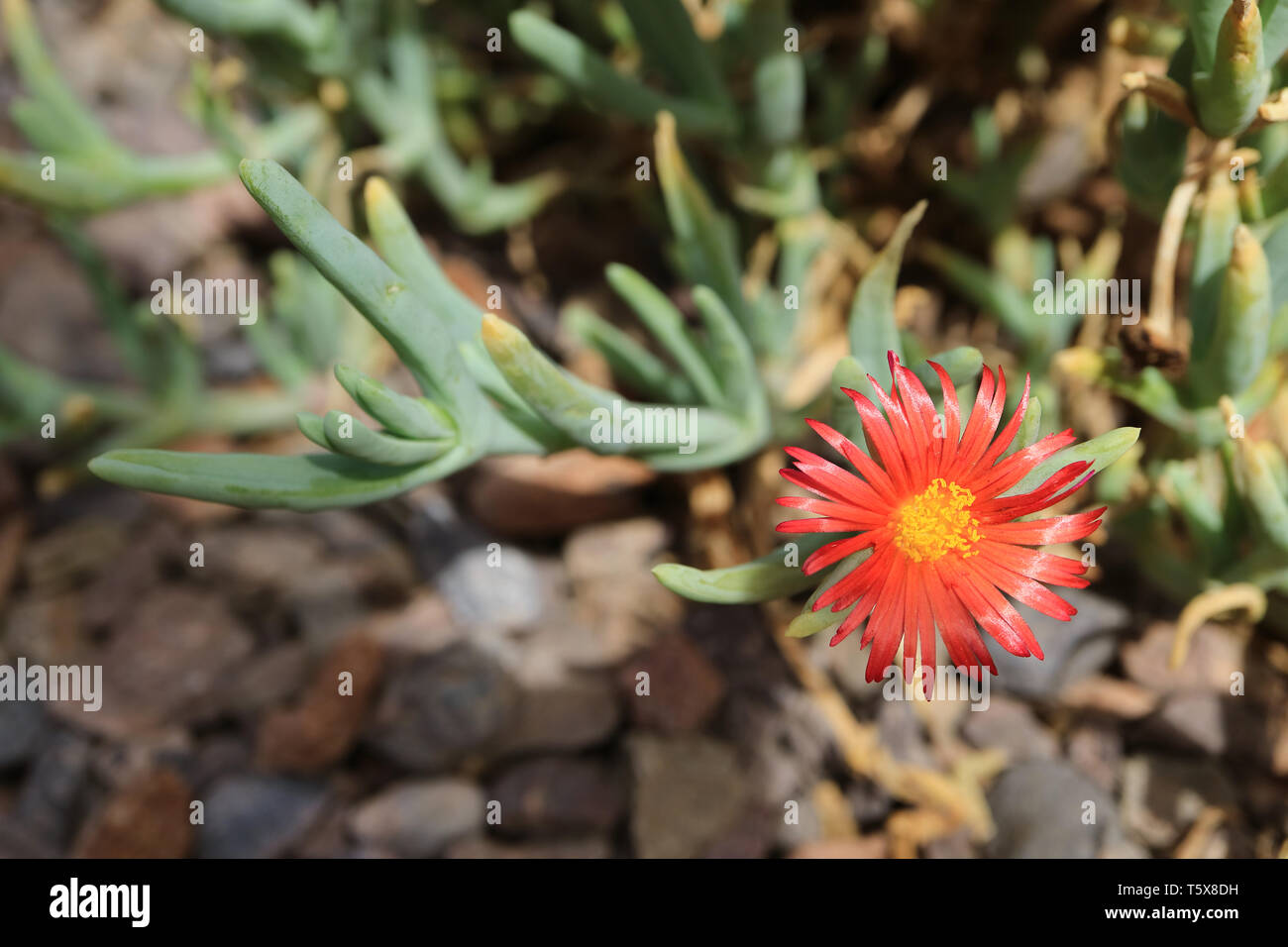Chile desert blooming hi-res stock photography and images - Alamy