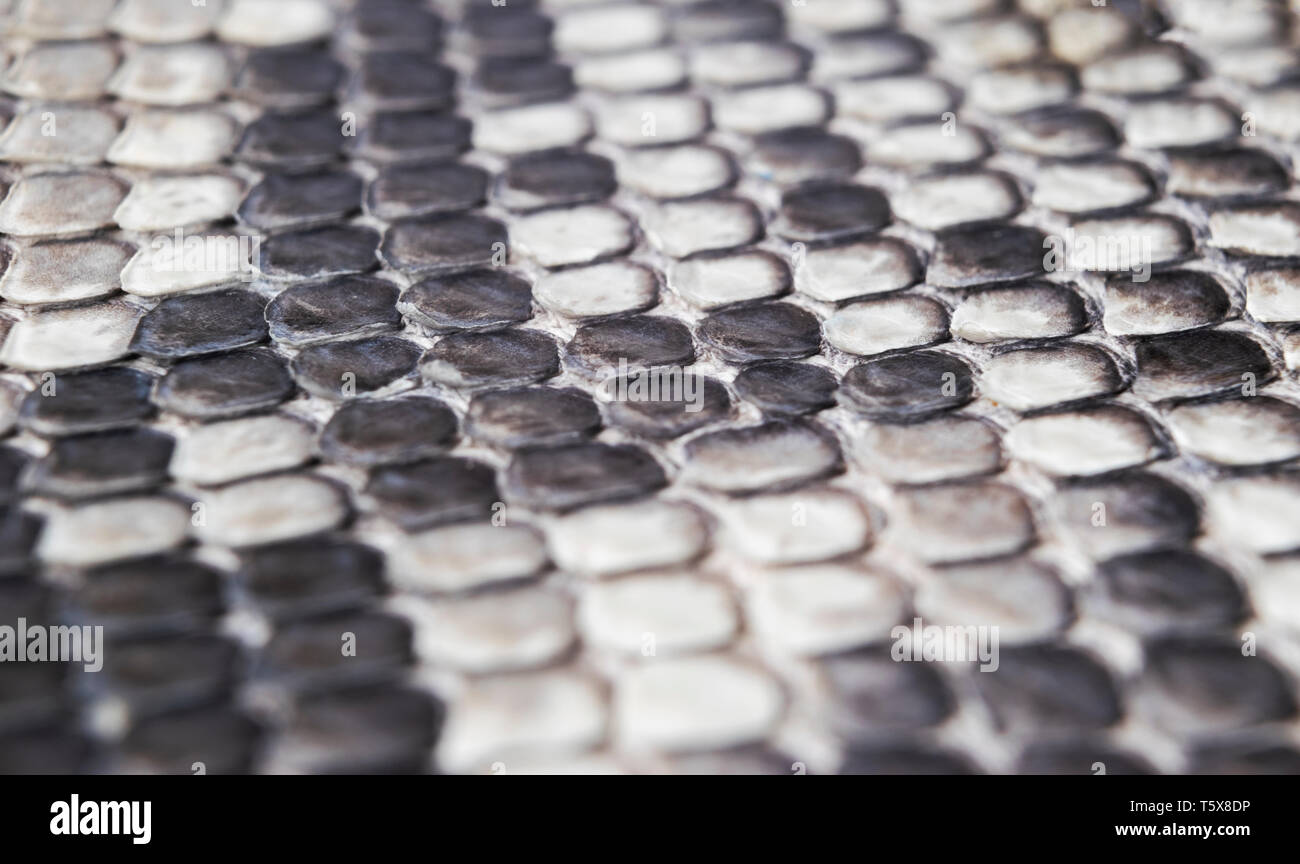 Structure natural snake skin pattern. Piton skin background. Python ...