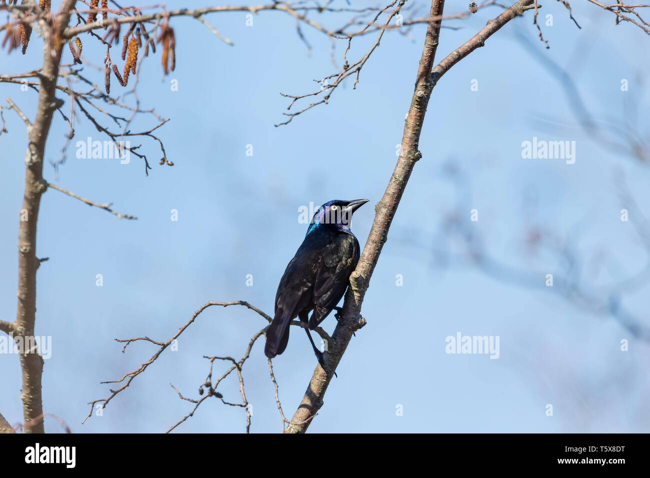 Black migration from south to north hi-res stock photography and images ...