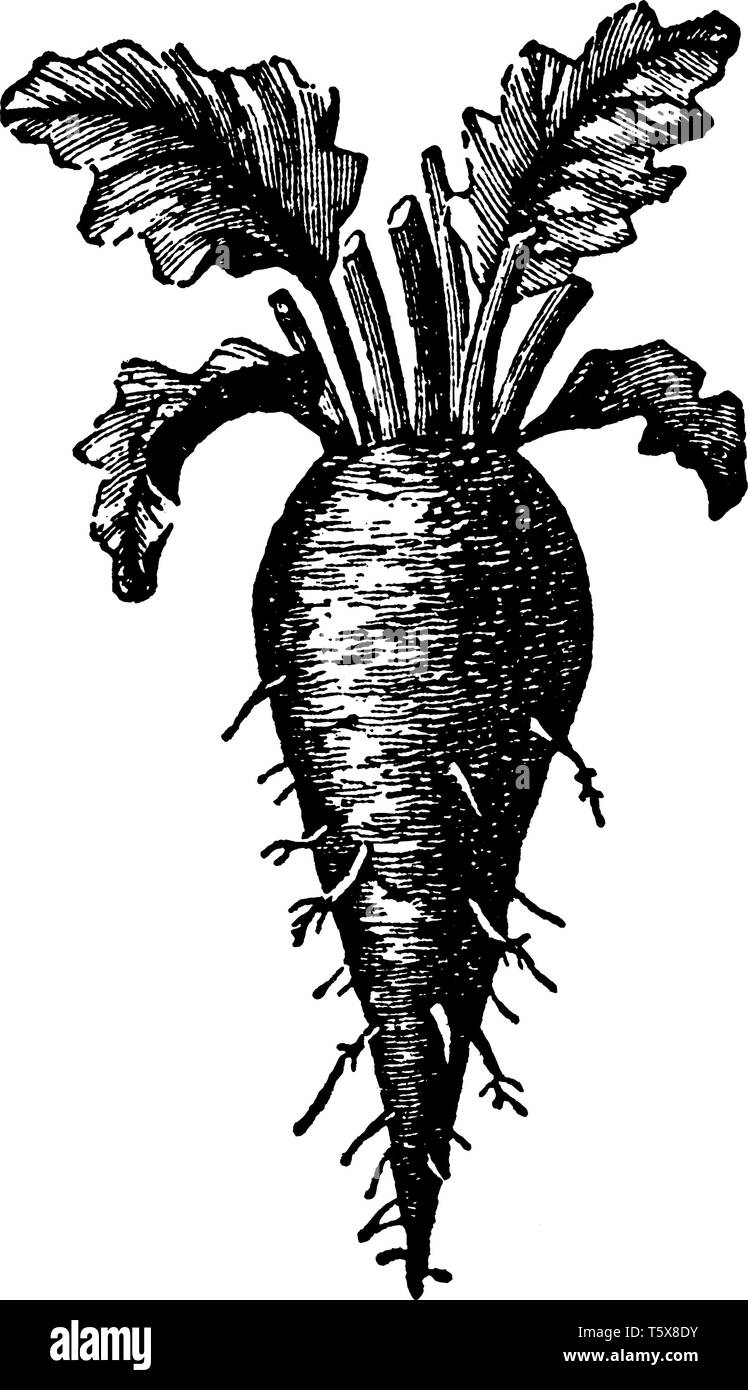 Root Hairs Stock Photos & Root Hairs Stock Images - Alamy