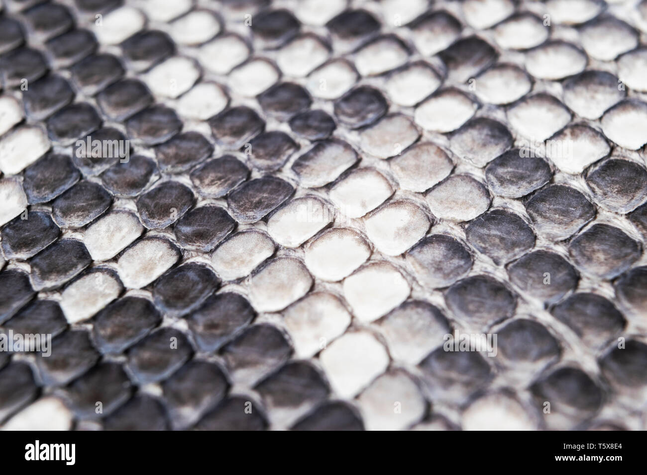 Structure natural snake skin pattern. Piton skin background. Python ...