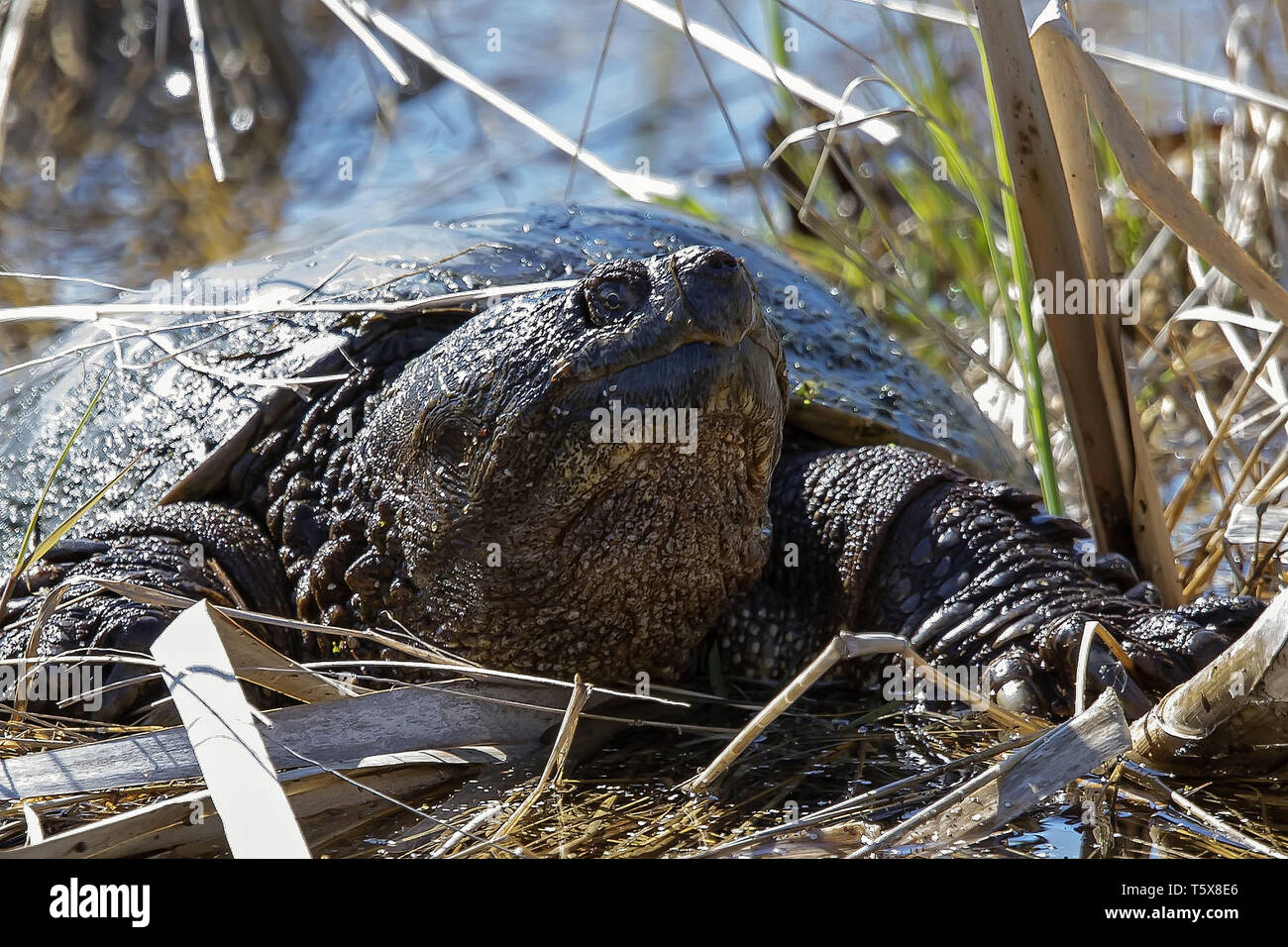 Old Common snapping turtle (Chelydra serpentina) in the conservation ...