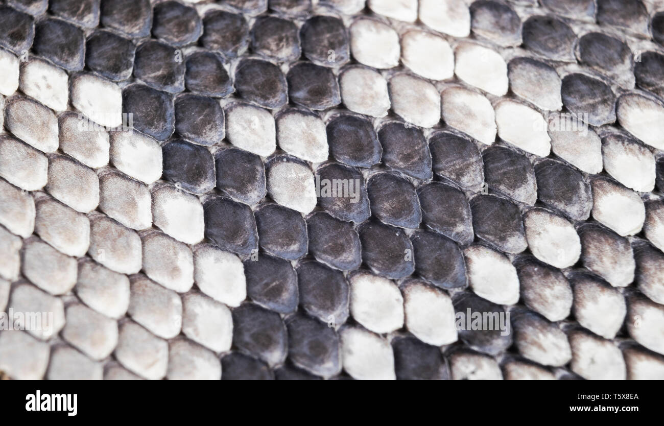 Structure natural snake skin pattern. Piton skin background. Python ...
