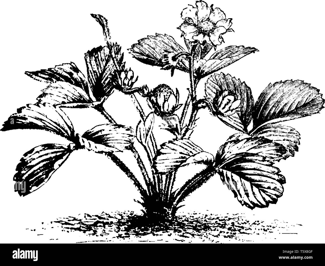 Fragaria Black and White Stock Photos & Images - Alamy