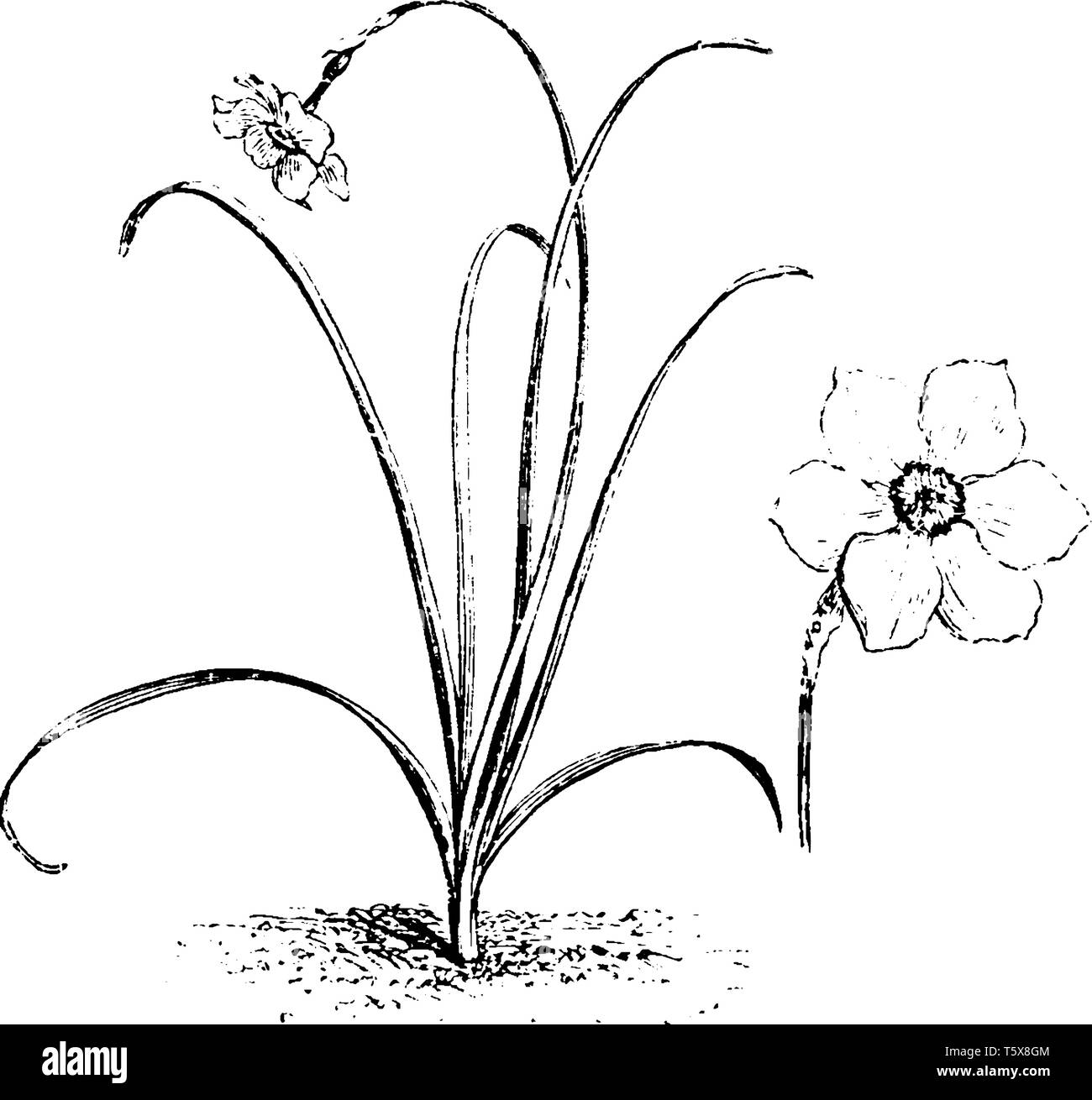 A picture showing Twisted flower of Narcissus Poeticus, vintage line ...