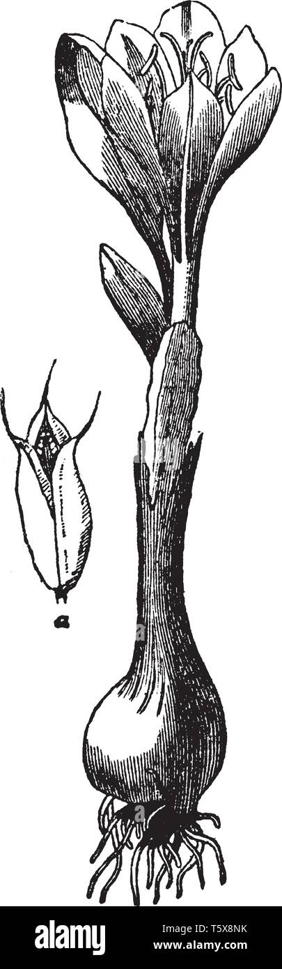 A genus of chiefly fall-blooming Old World corm-producing herbs that ...