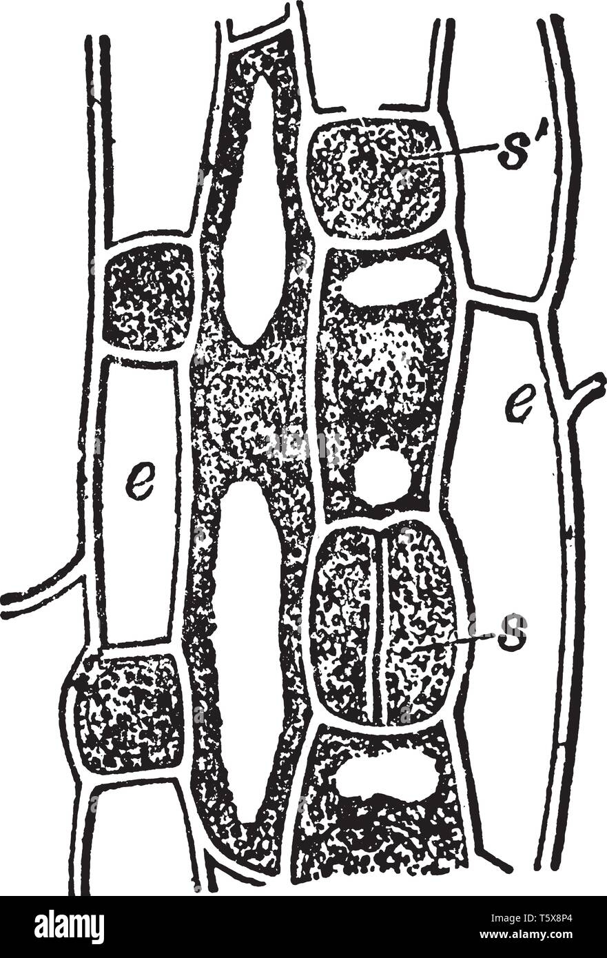 Stomata Stock Vector Images - Alamy