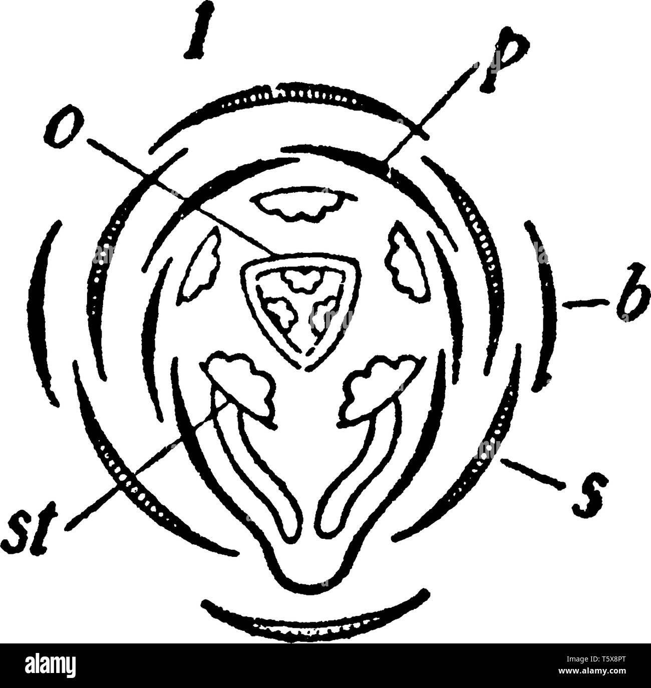 Parts of plant diagram hi-res stock photography and images - Alamy