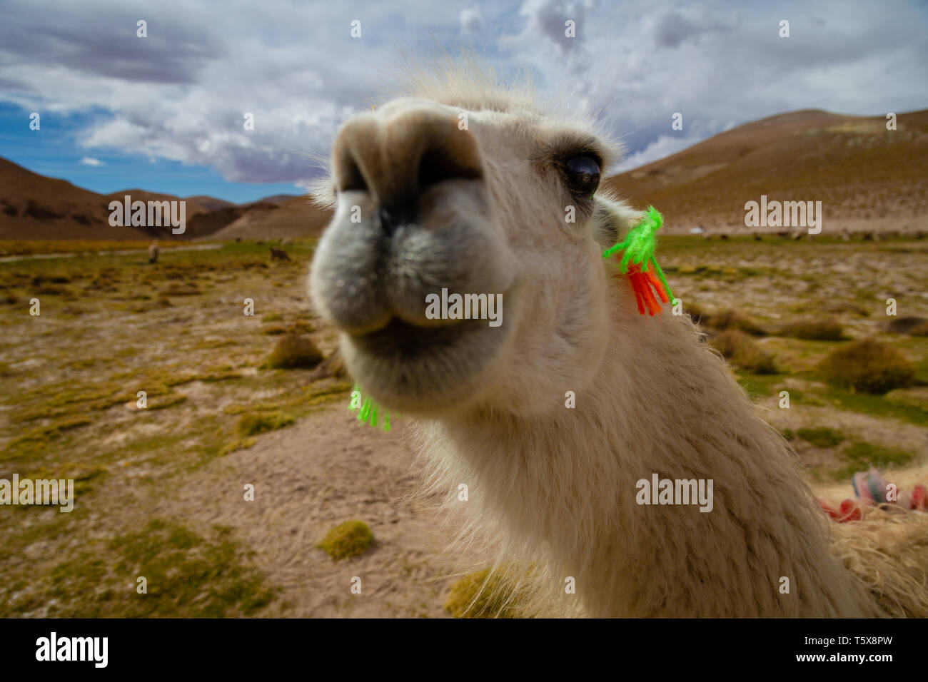 Closeup of a Curious Llama (Lama glama) a High Altitude Domestic ...