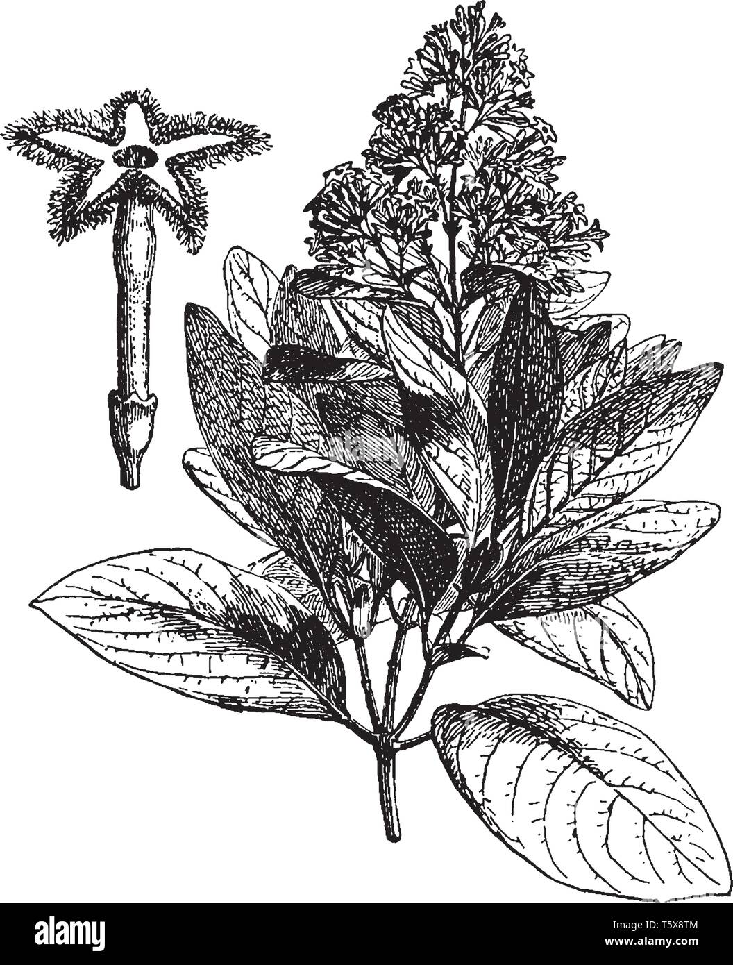 Cinchona bark Stock Vector Images - Alamy