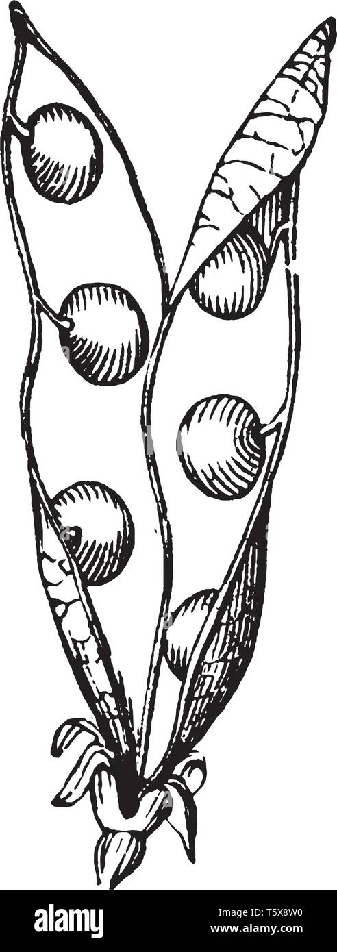 Split seeds Stock Vector Images - Alamy