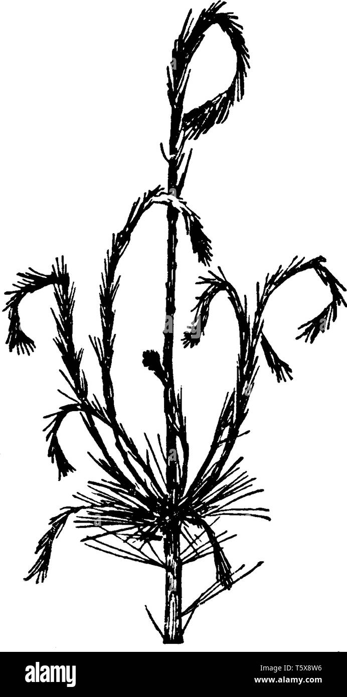 Injured tree Stock Vector Images - Alamy