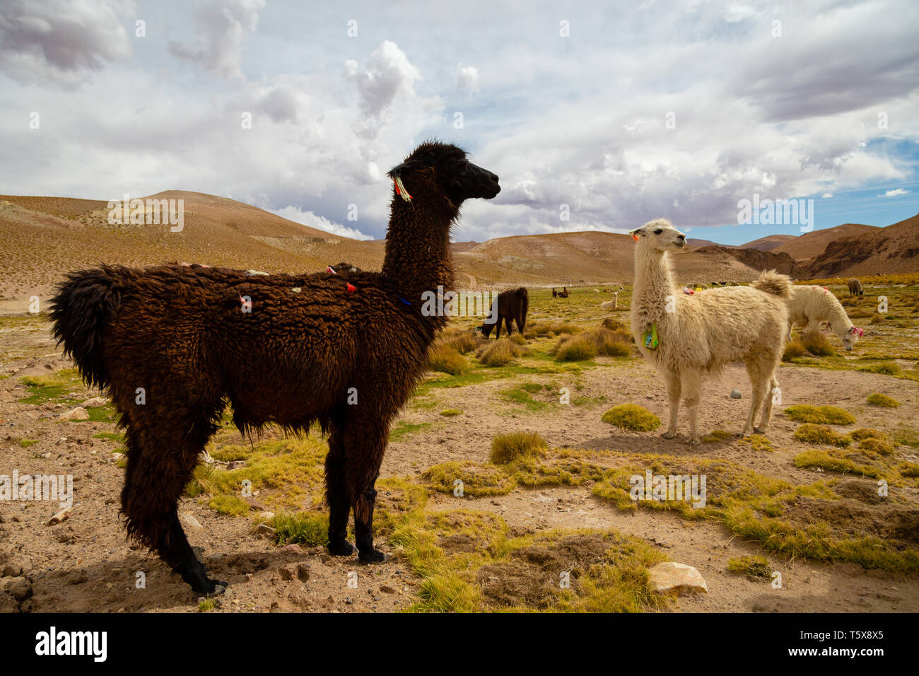 A Heard of Llama (Lama glama) a High Altitude Domestic Camelid from The ...