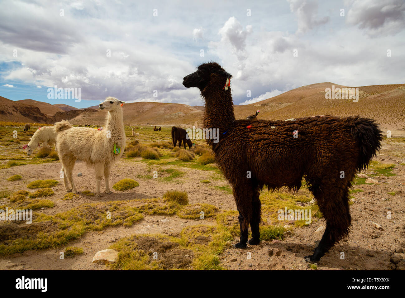 A Heard of Llama (Lama glama) a High Altitude Domestic Camelid from The ...