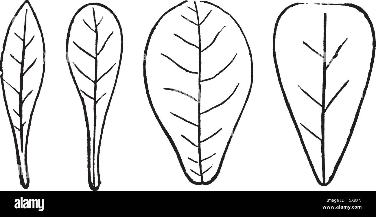 Spatulate Leaves Stock Vector Images Alamy