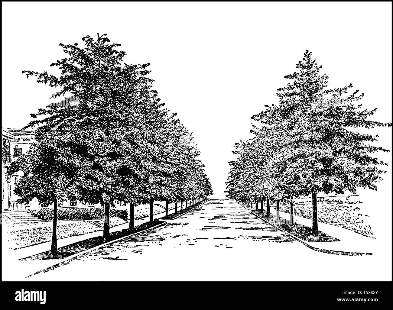 Pin Oaks are an oak in the red oak section Quercus sect, vintage line ...