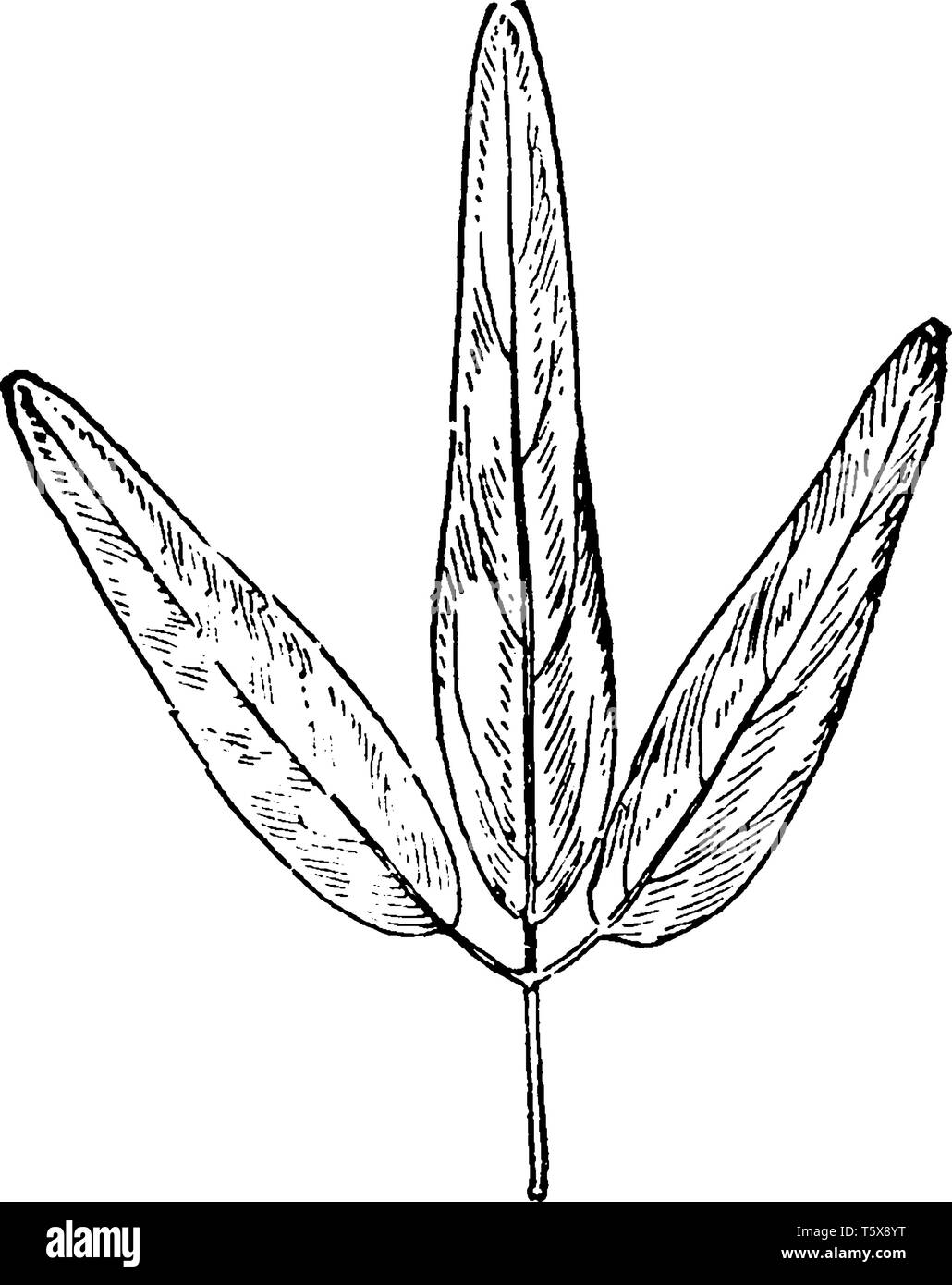 Lanceolate shaped leaves hi-res stock photography and images - Alamy