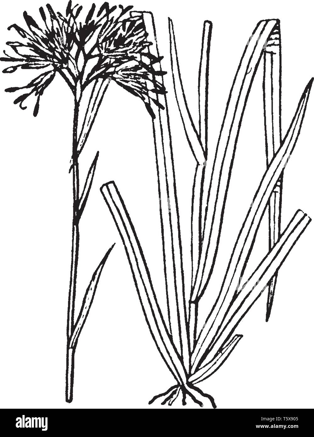 Little flower plant in Stock Vector Images - Alamy