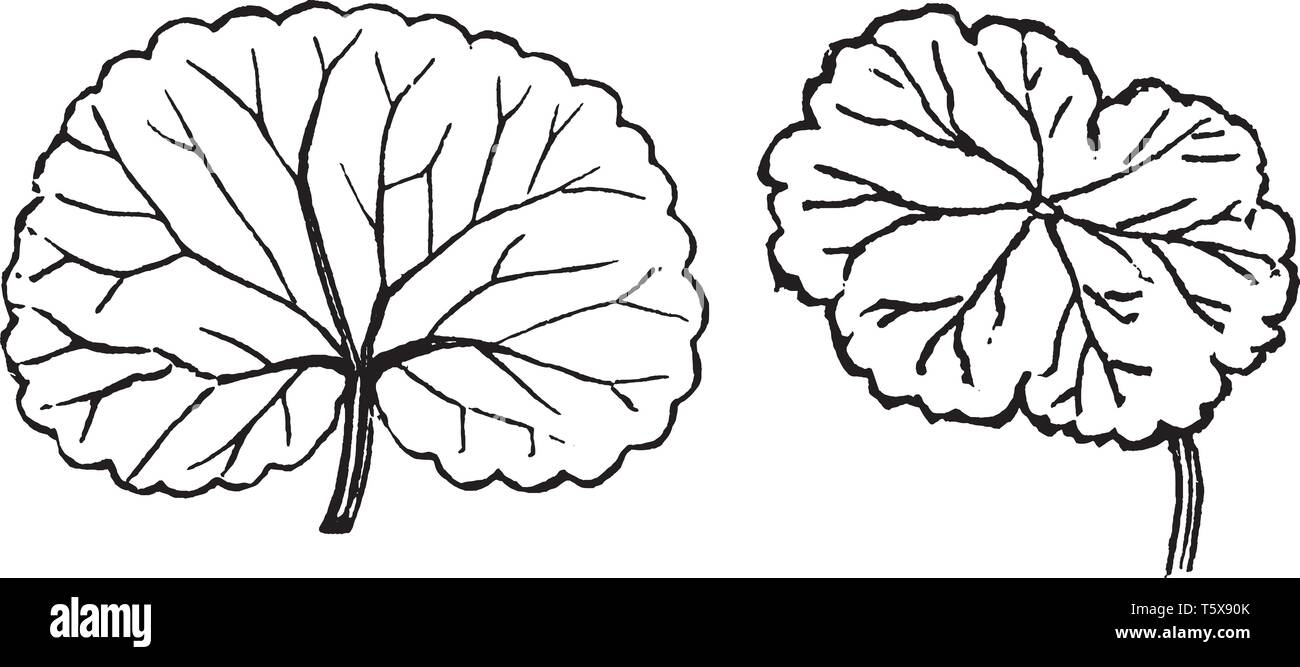 The created leaf is a rounded. The veins go out centrally from the base ...