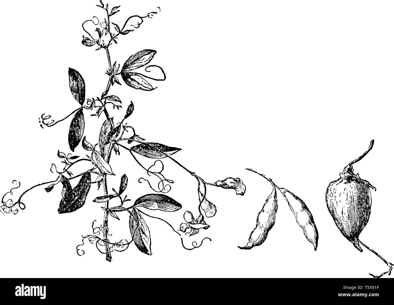 A picture showing a Groundnut plant which is a species in the legume or ...