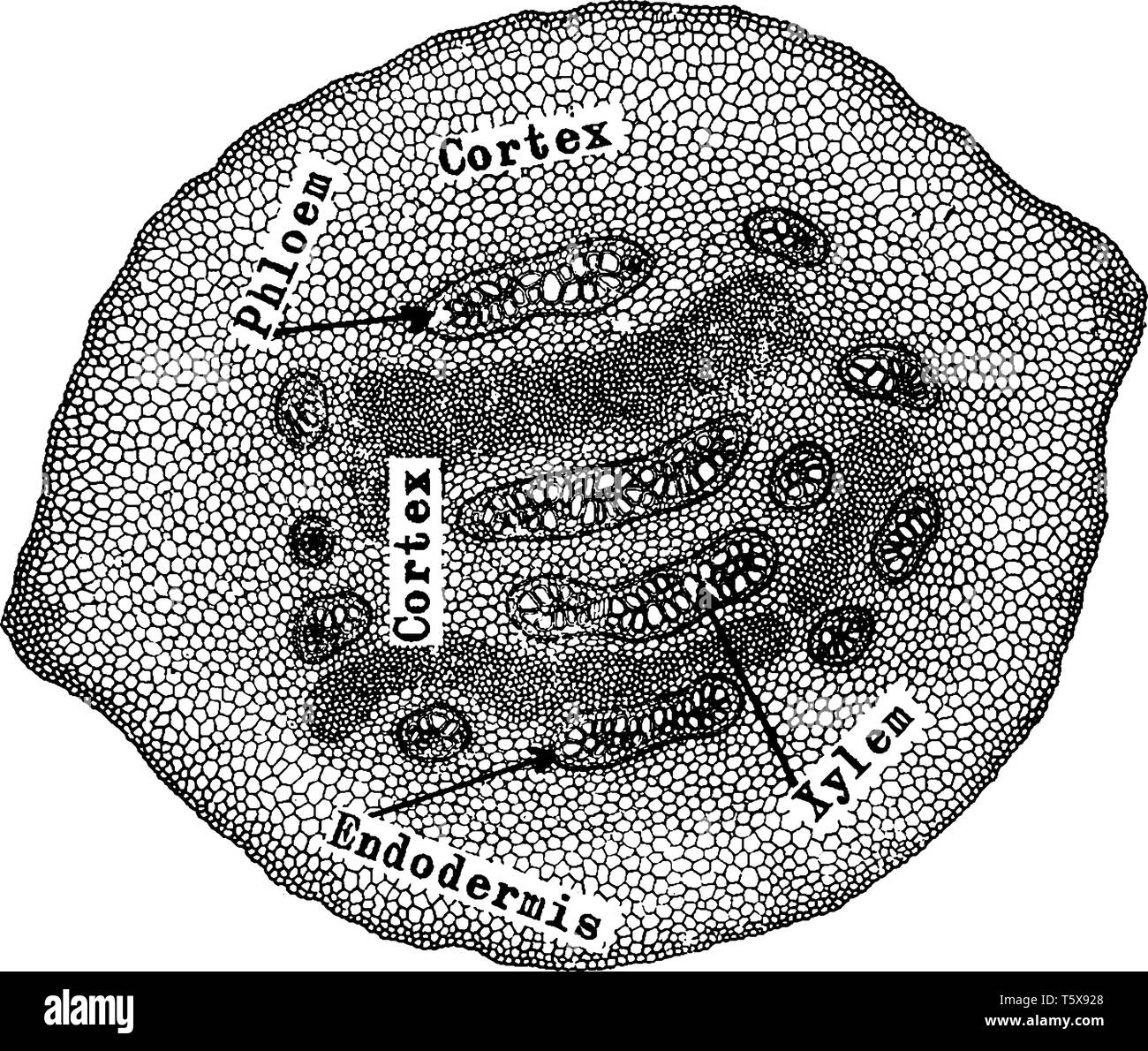 Transverse section stem hi-res stock photography and images - Alamy