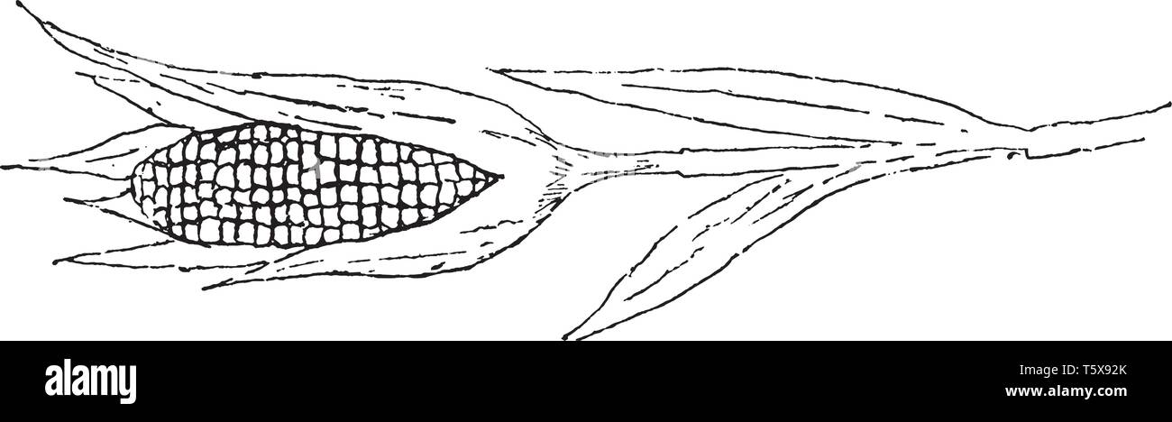 Maize row Stock Vector Images - Alamy