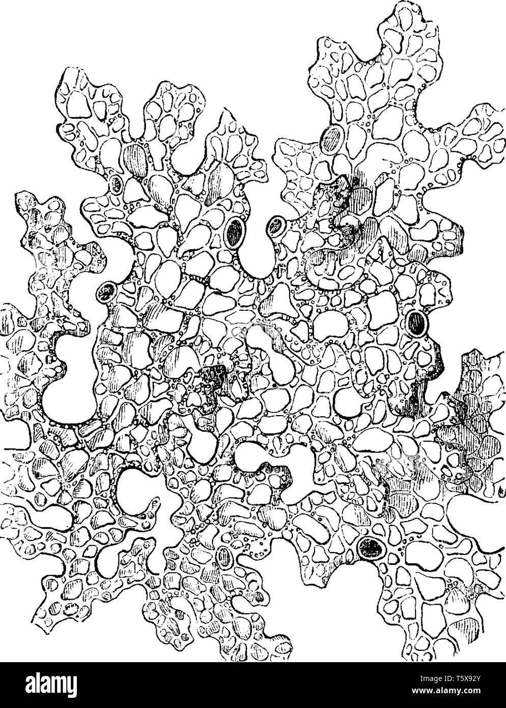 Tree lungwort is largest lichen and its lobe look like a human lung. It ...