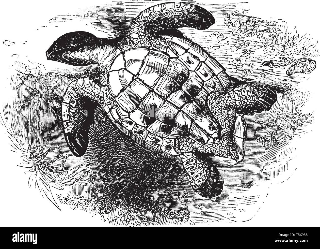 Overturned of Imbricated turtle flipped onto its back and revealing its ...