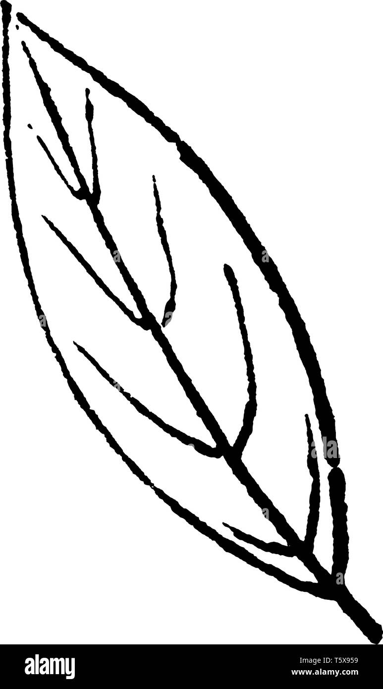 Long And Short Objects Drawing