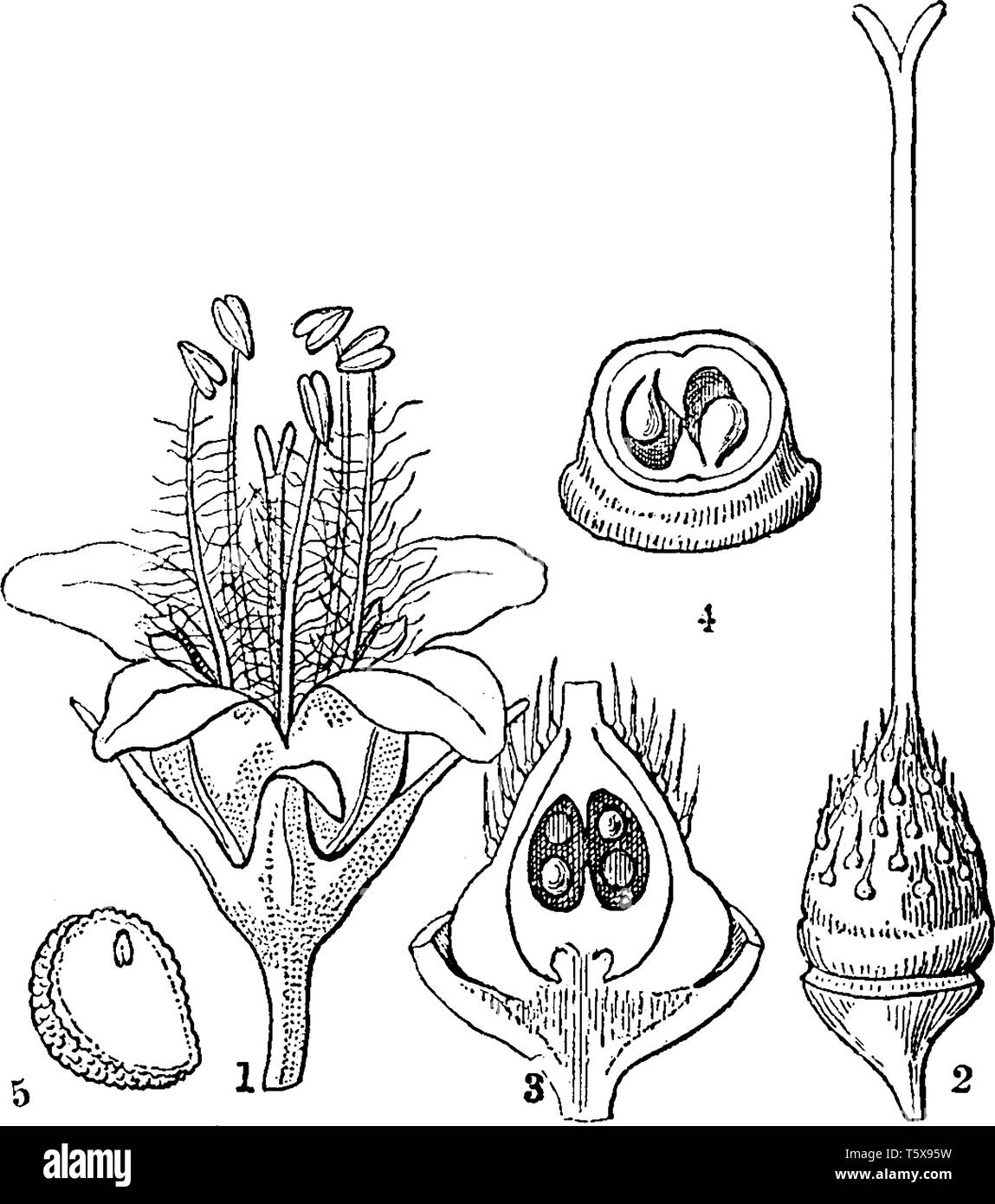 A picture is showing different parts and section of Bluntleaf Waterleaf ...