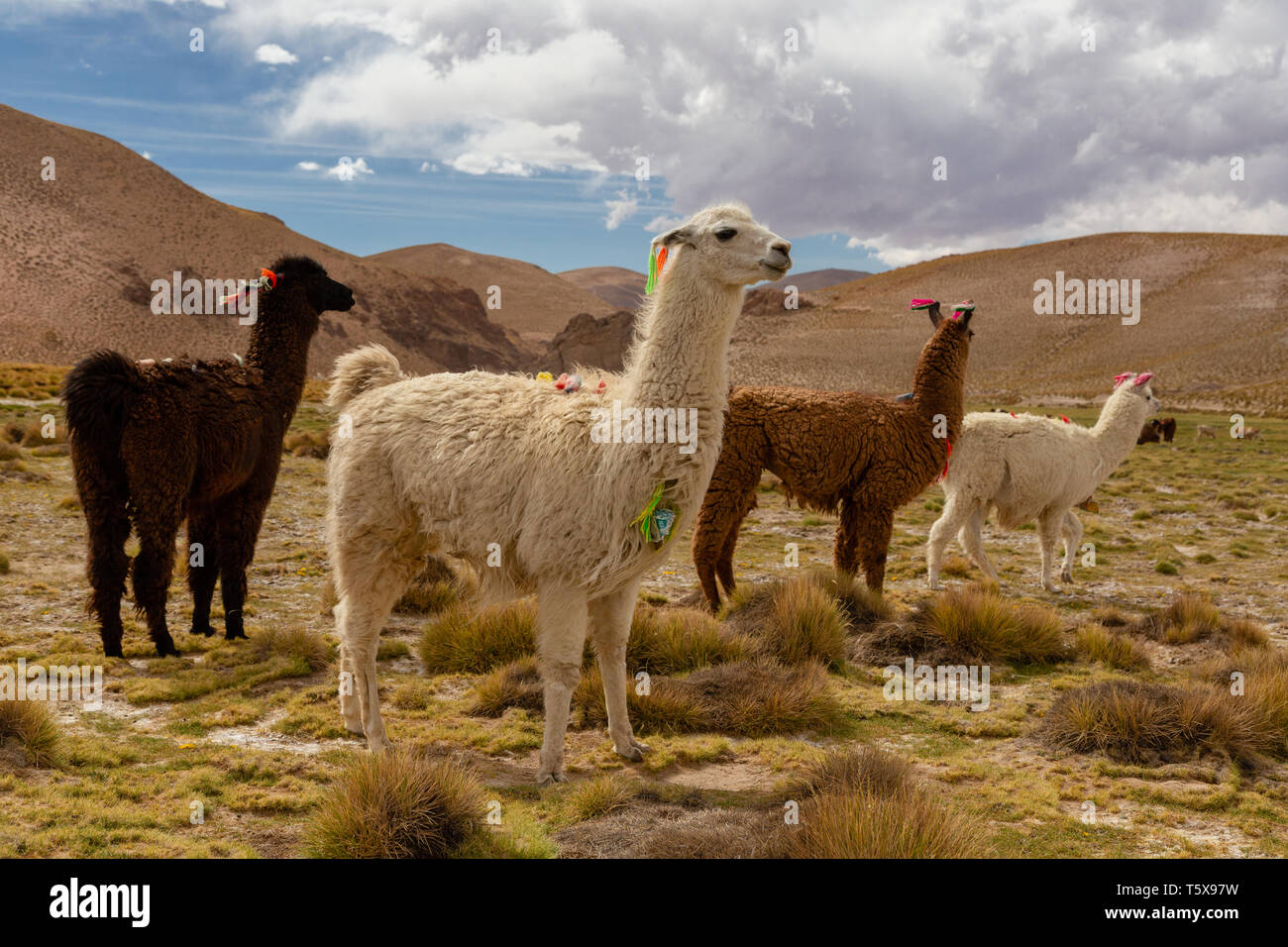 A Heard of Llama (Lama glama) a High Altitude Domestic Camelid from The ...