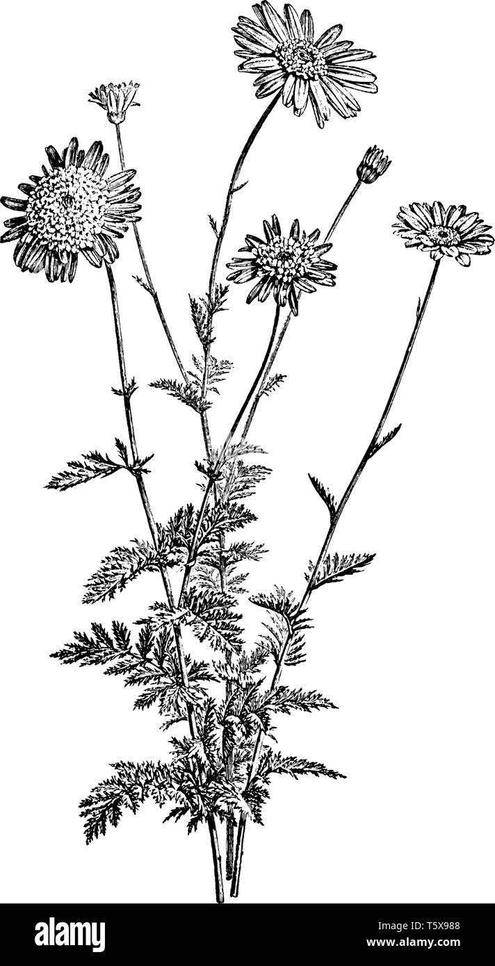 A picture, that's showing a pyrethrum Roseum. Its flowers, typically ...