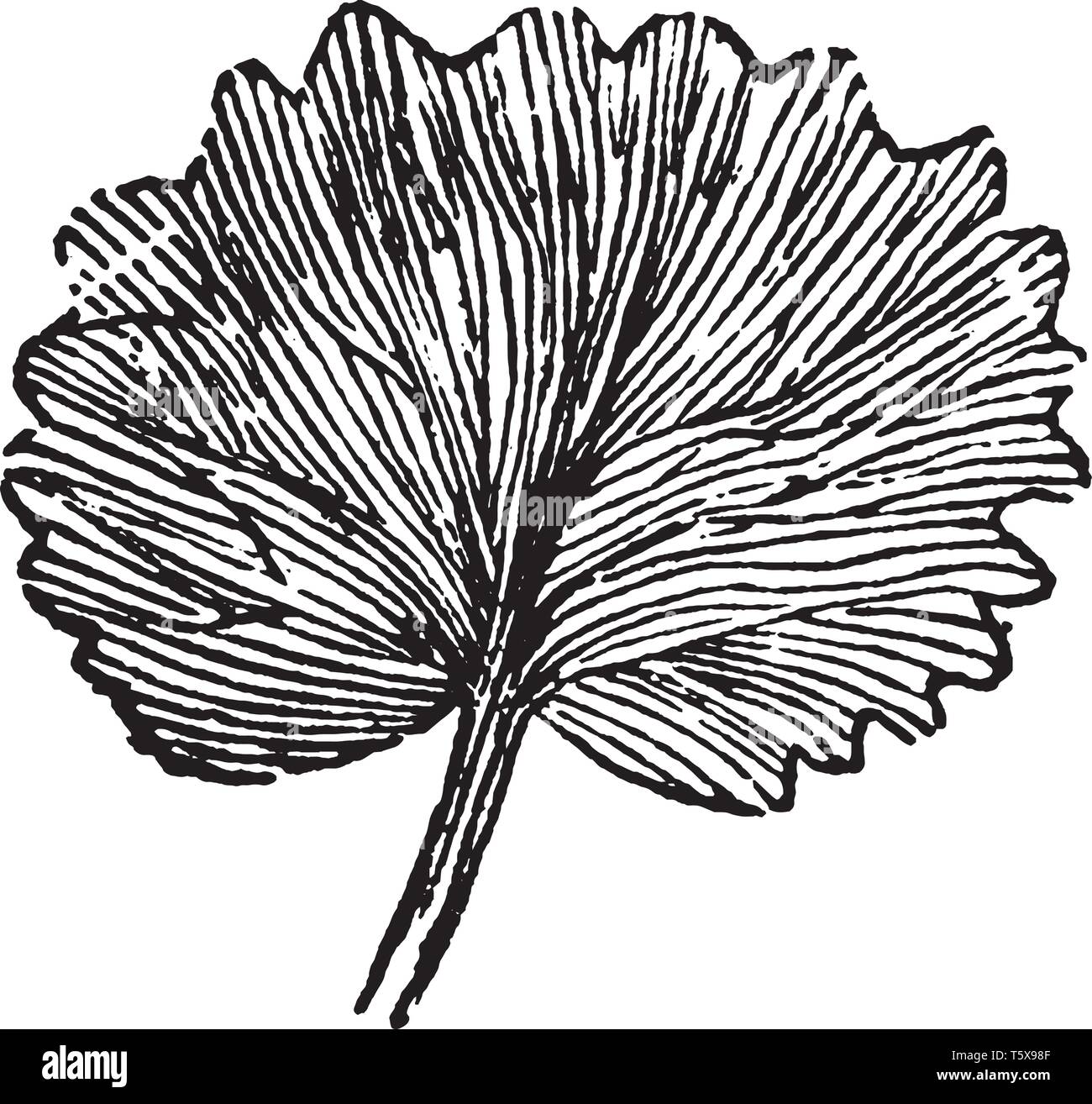 Compound leaf shape Stock Vector Images - Alamy