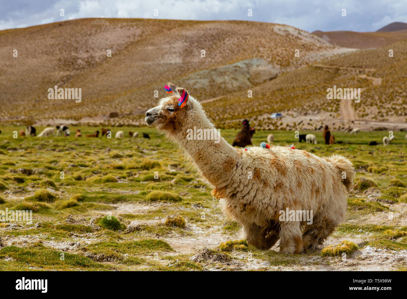 A Heard of Llama (Lama glama) a High Altitude Domestic Camelid from The ...