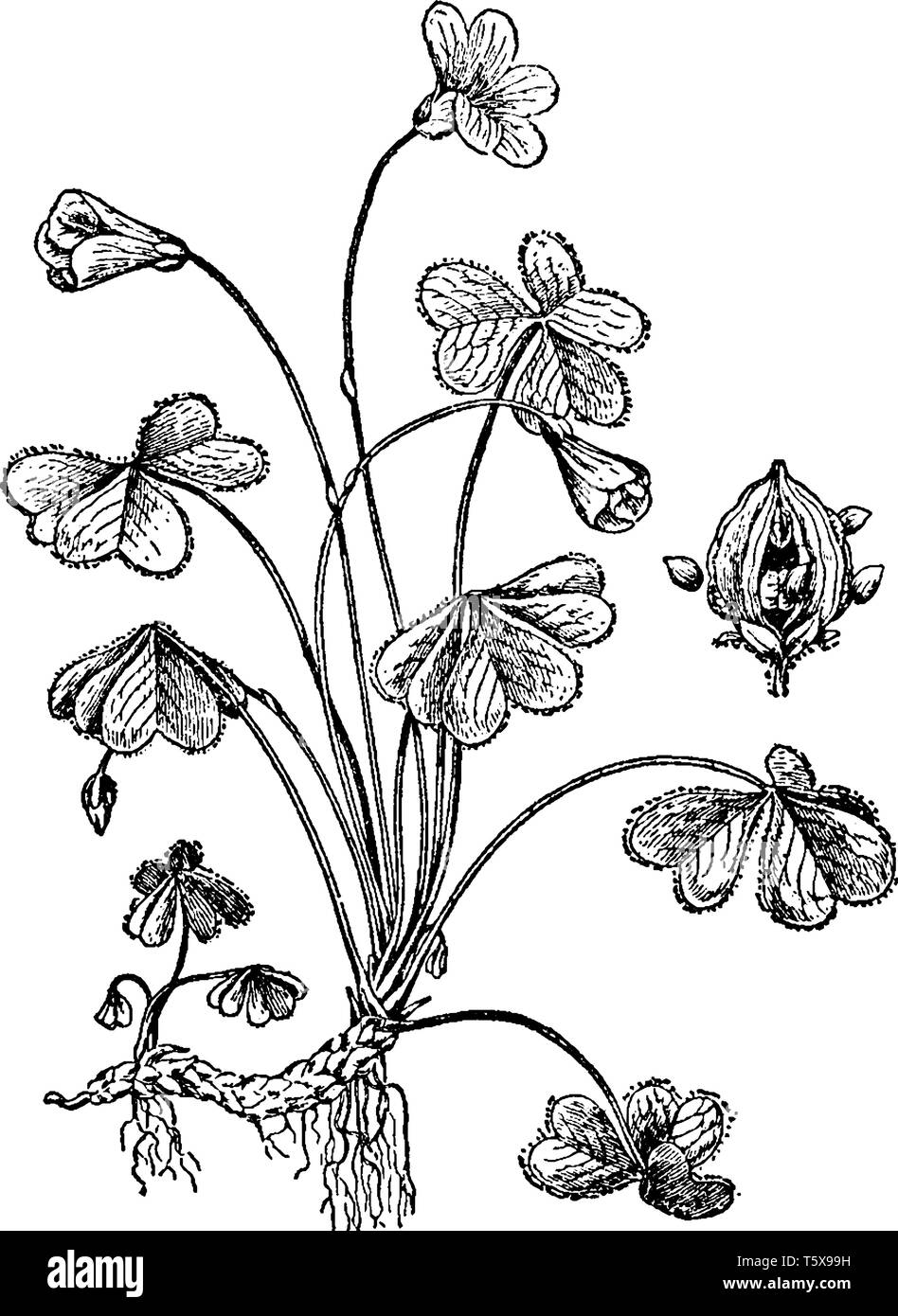 Oxalis species Stock Vector Images - Alamy
