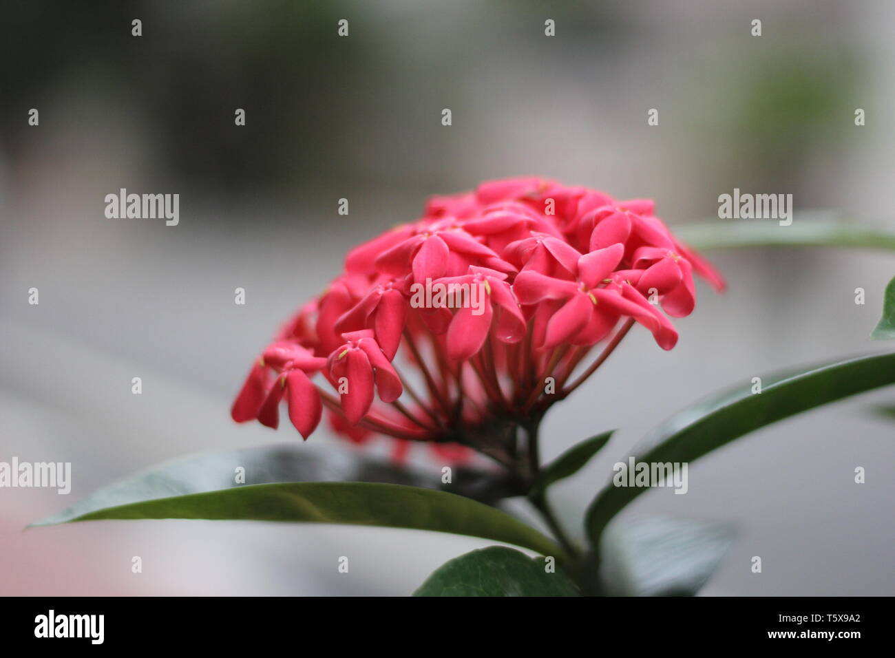 Big red flower hi-res stock photography and images - Alamy