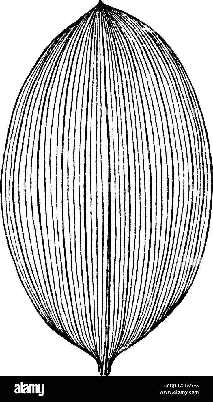 A Picture leaf of Solomon's Seal Leaf. This leaf is oval shape and wide ...