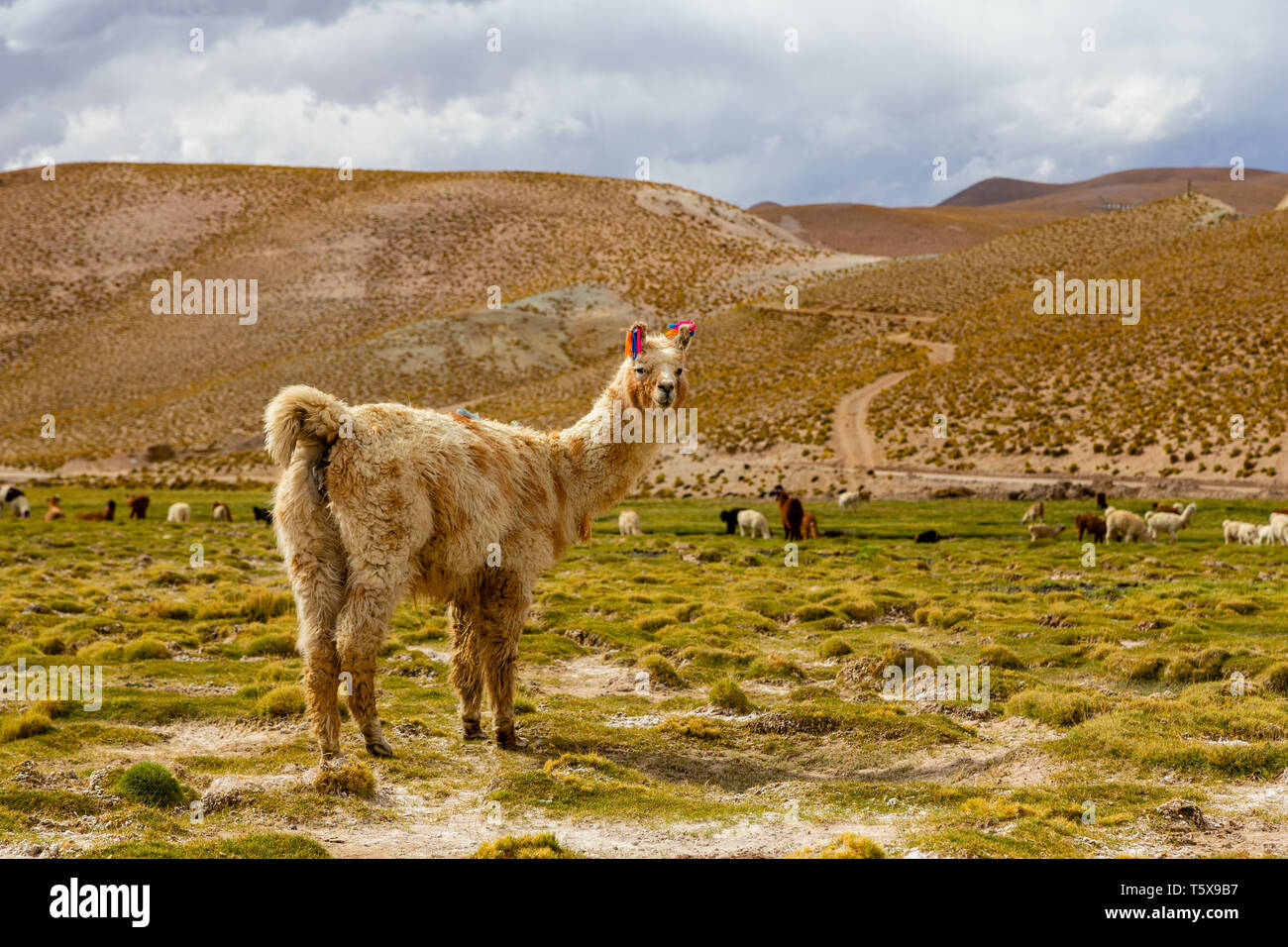 A Heard of Llama (Lama glama) a High Altitude Domestic Camelid from The ...