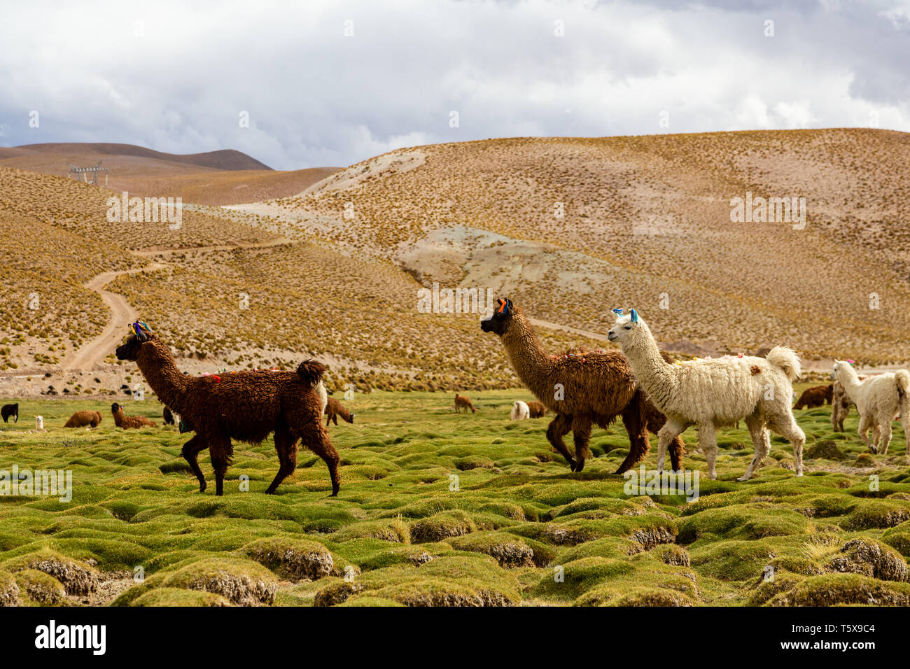 A Heard of Llama (Lama glama) a High Altitude Domestic Camelid from The ...