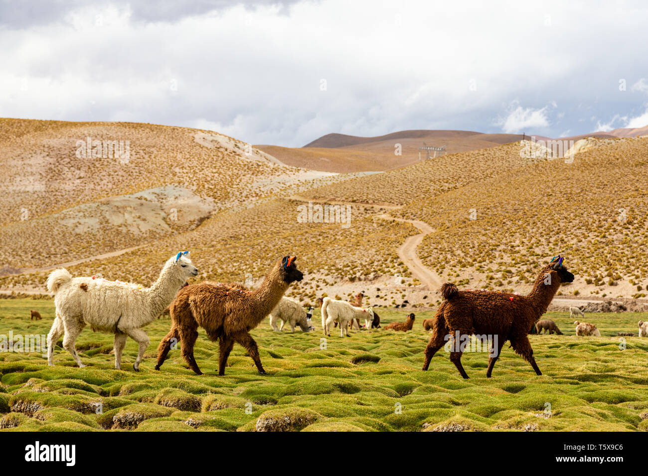 A Heard of Llama (Lama glama) a High Altitude Domestic Camelid from The ...